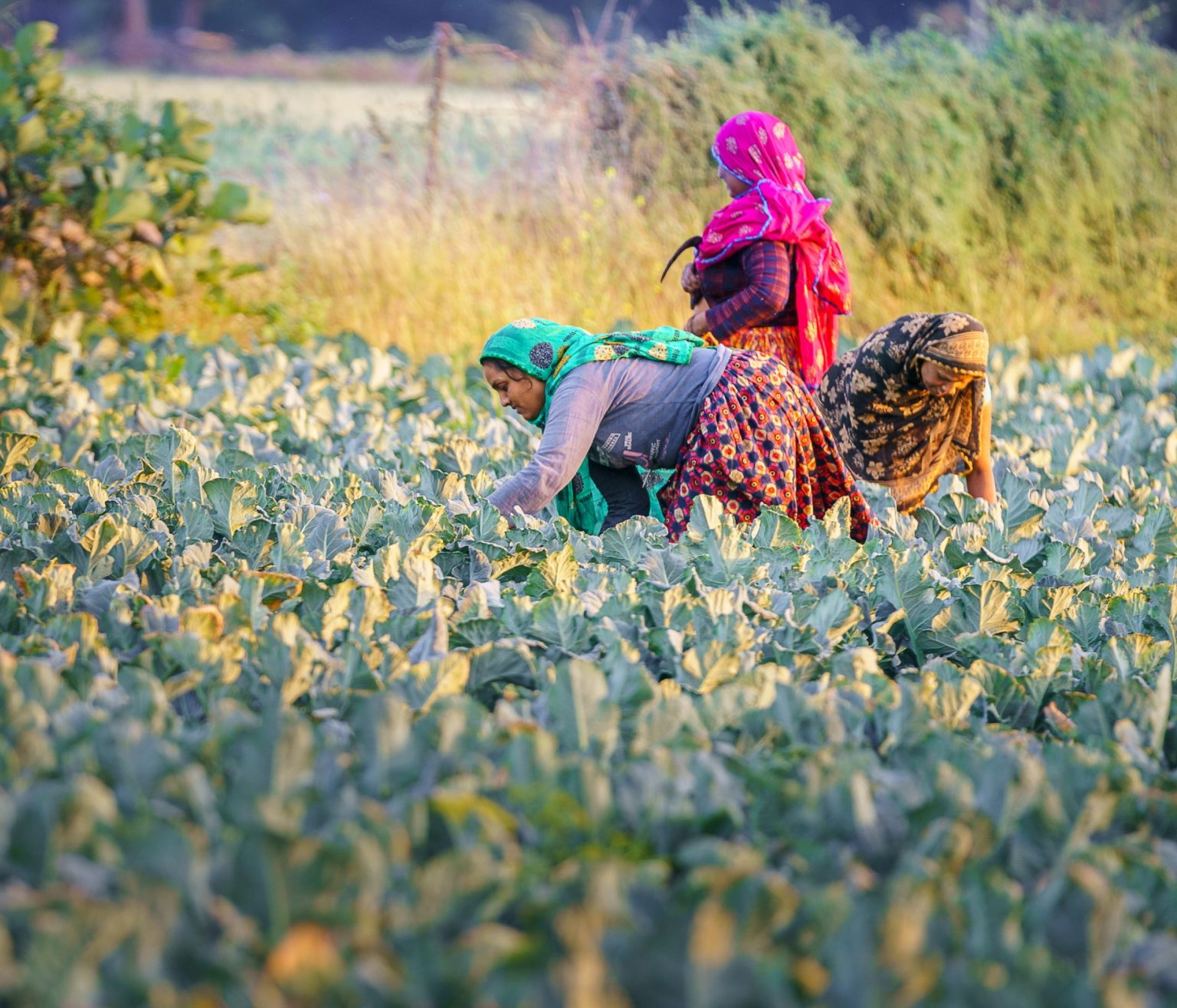 About TRI - Pioneering Rural Revival in India