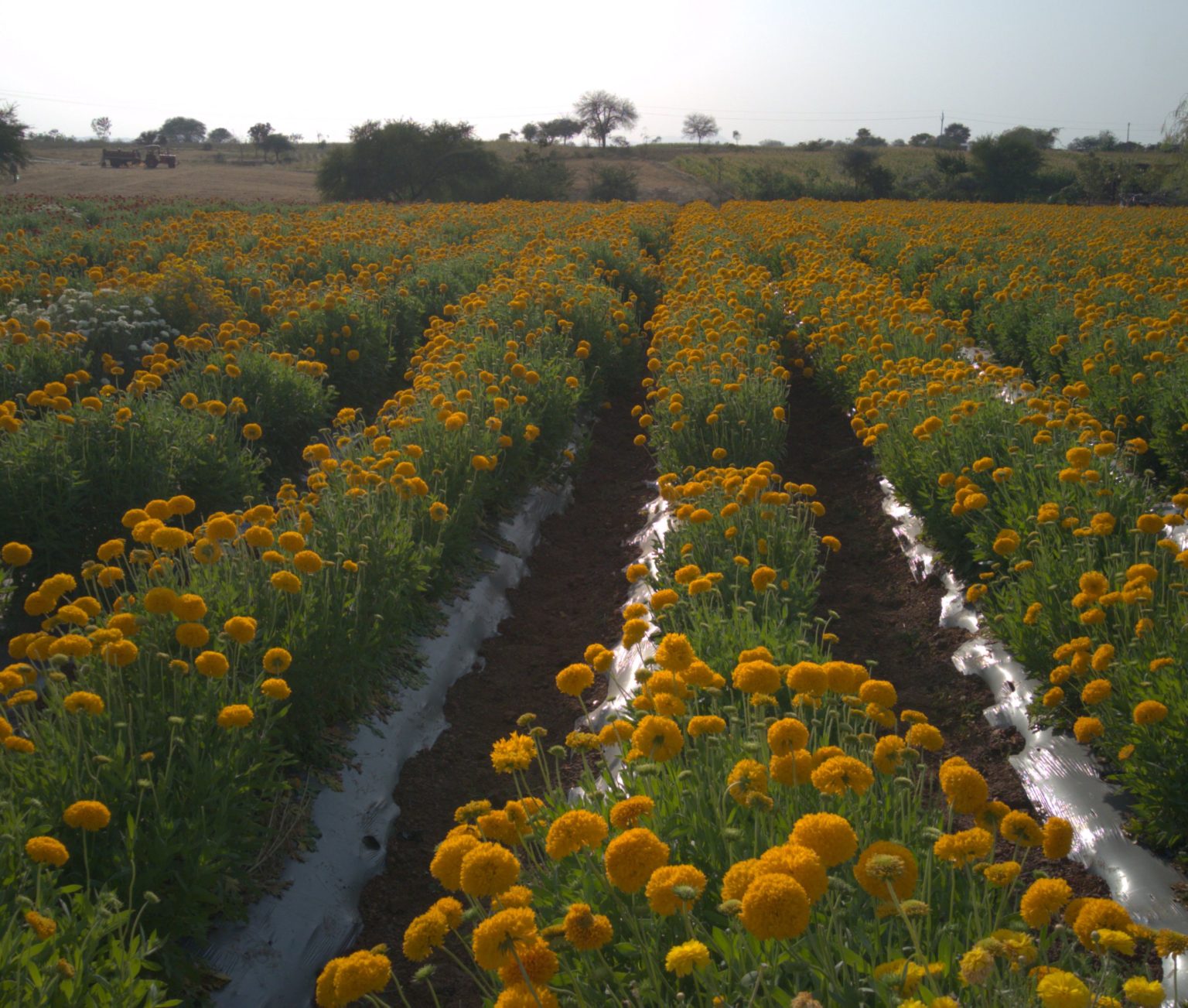 3D Development Design Digest - TRI - Transform Rural India